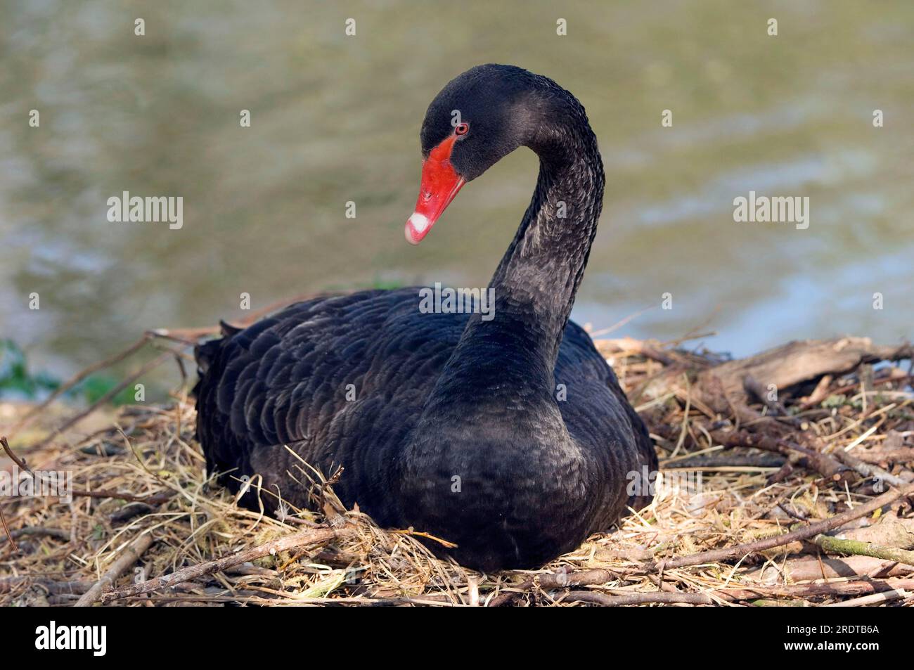 Black swan nesting hi-res stock photography and images - Alamy