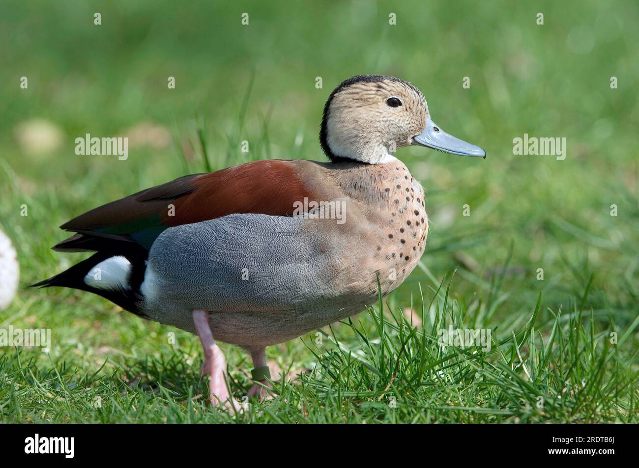 Ringed teal (Callonetta leucophrys), male, side Stock Photo - Alamy