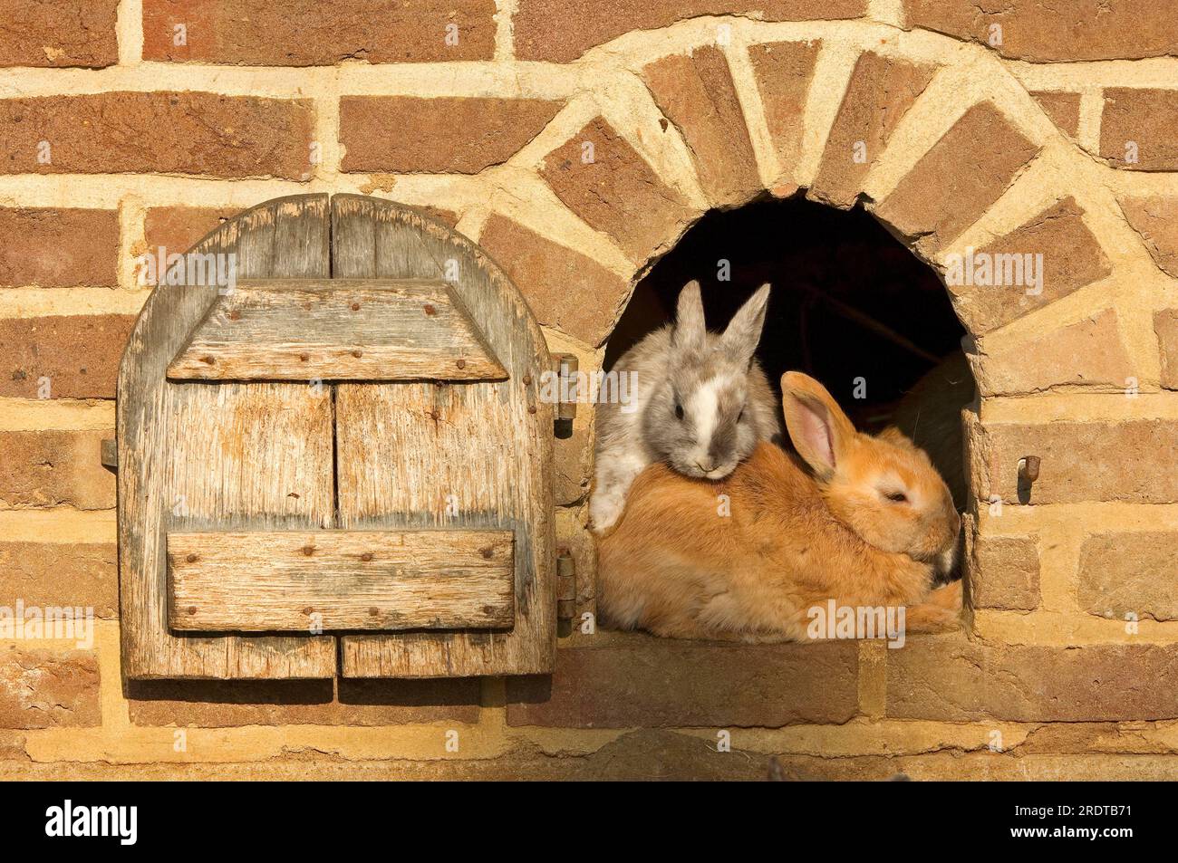 Dwarf rabbits in rabbit hutch, domestic rabbits Stock Photo - Alamy