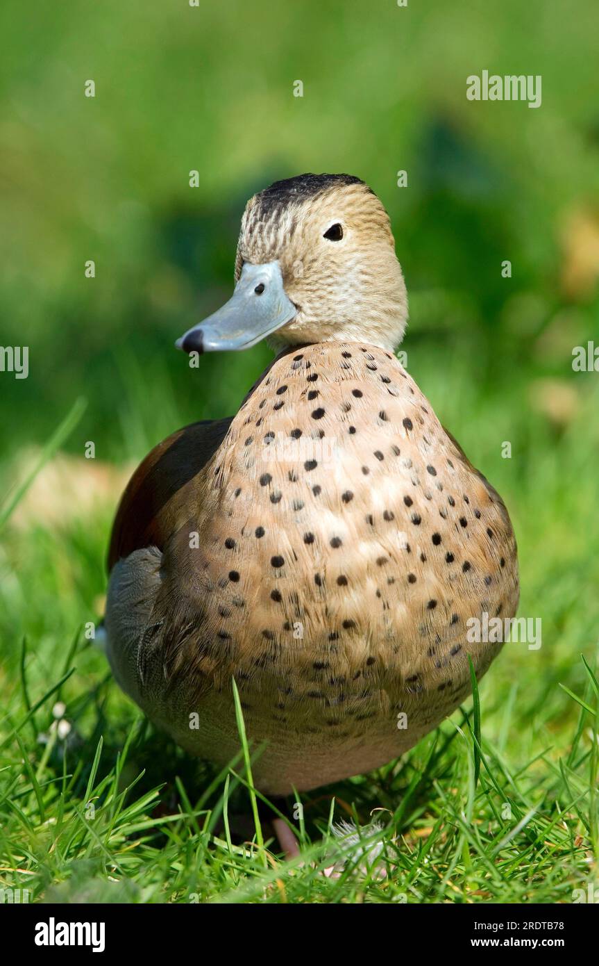 Ringed teal (Callonetta leucophrys), male Stock Photo - Alamy