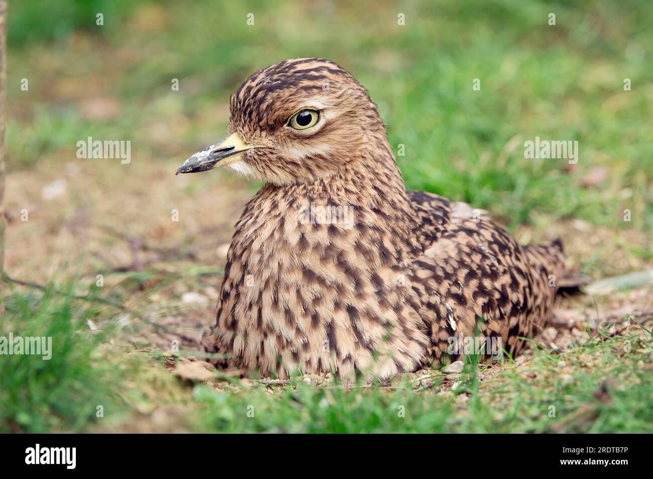 Spotted Thick-knee (Burhinus capensis) on nest, Spotted Dikkop Stock ...