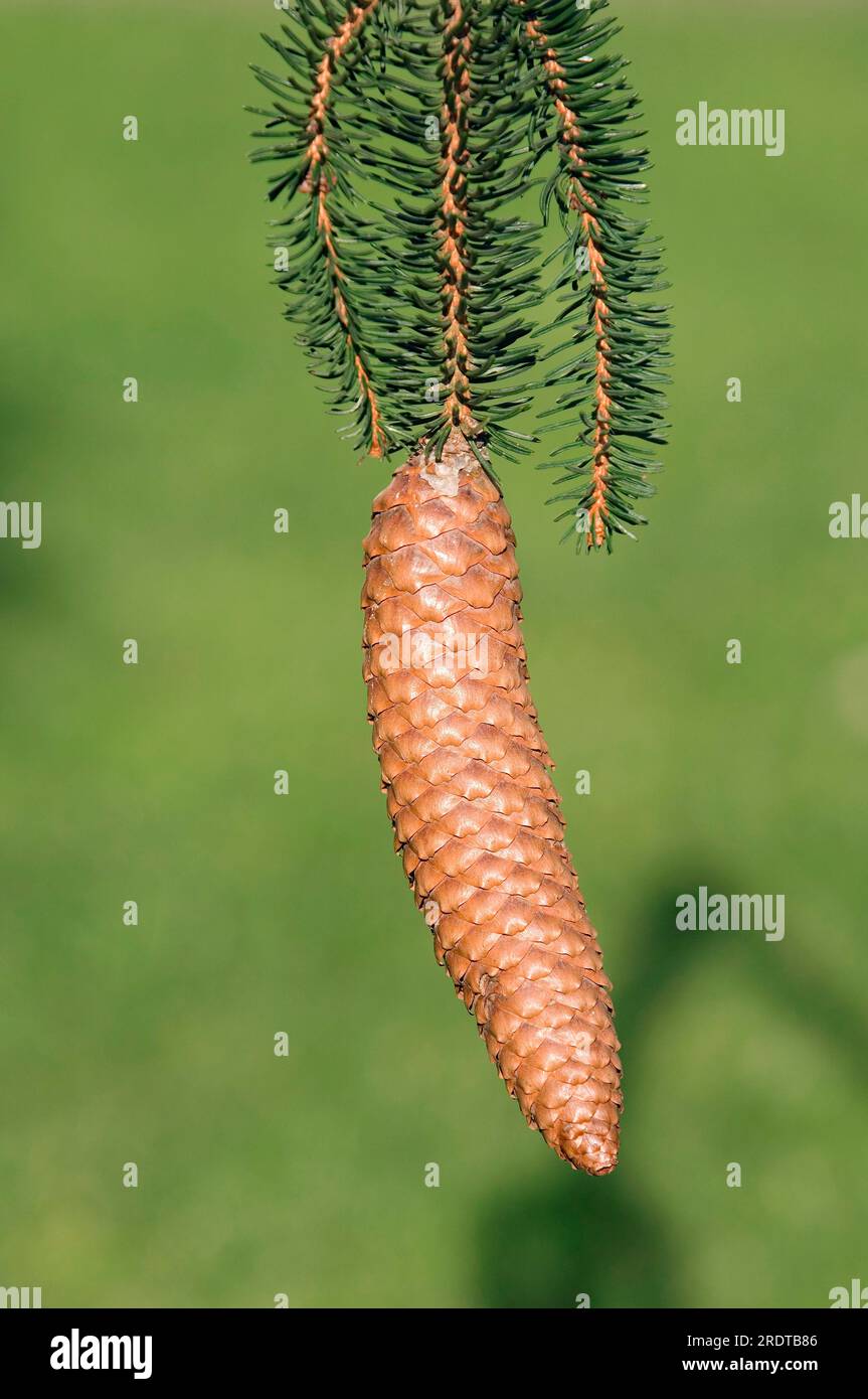 Norway Spruce (Picea abies), cone, North Rhine-Westphalia, Germany Stock Photo - Alamy