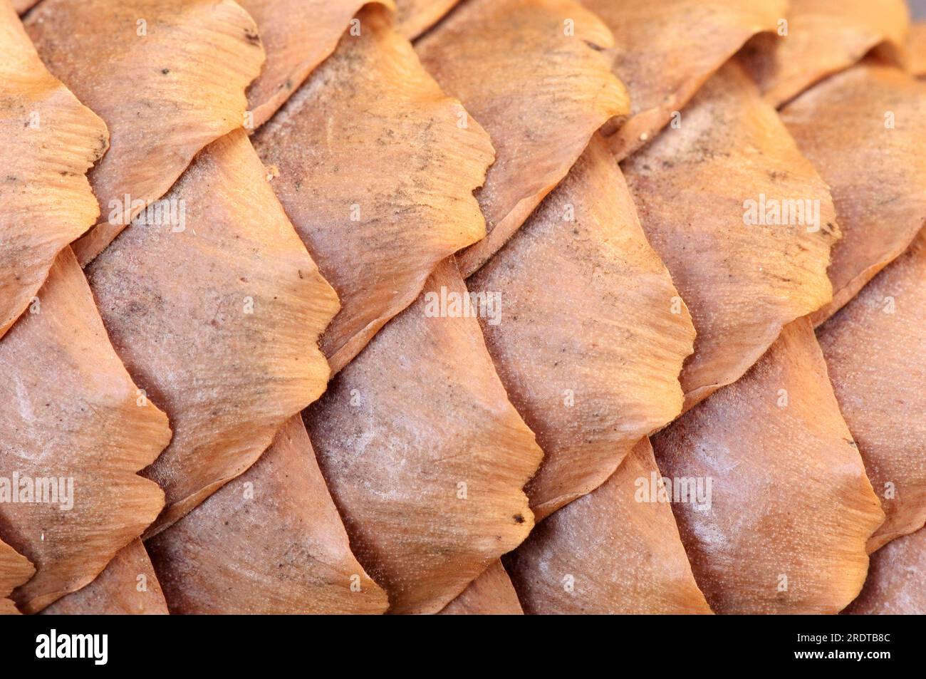Norway Spruce (Picea abies), cone detail, North Rhine-Westphalia ...