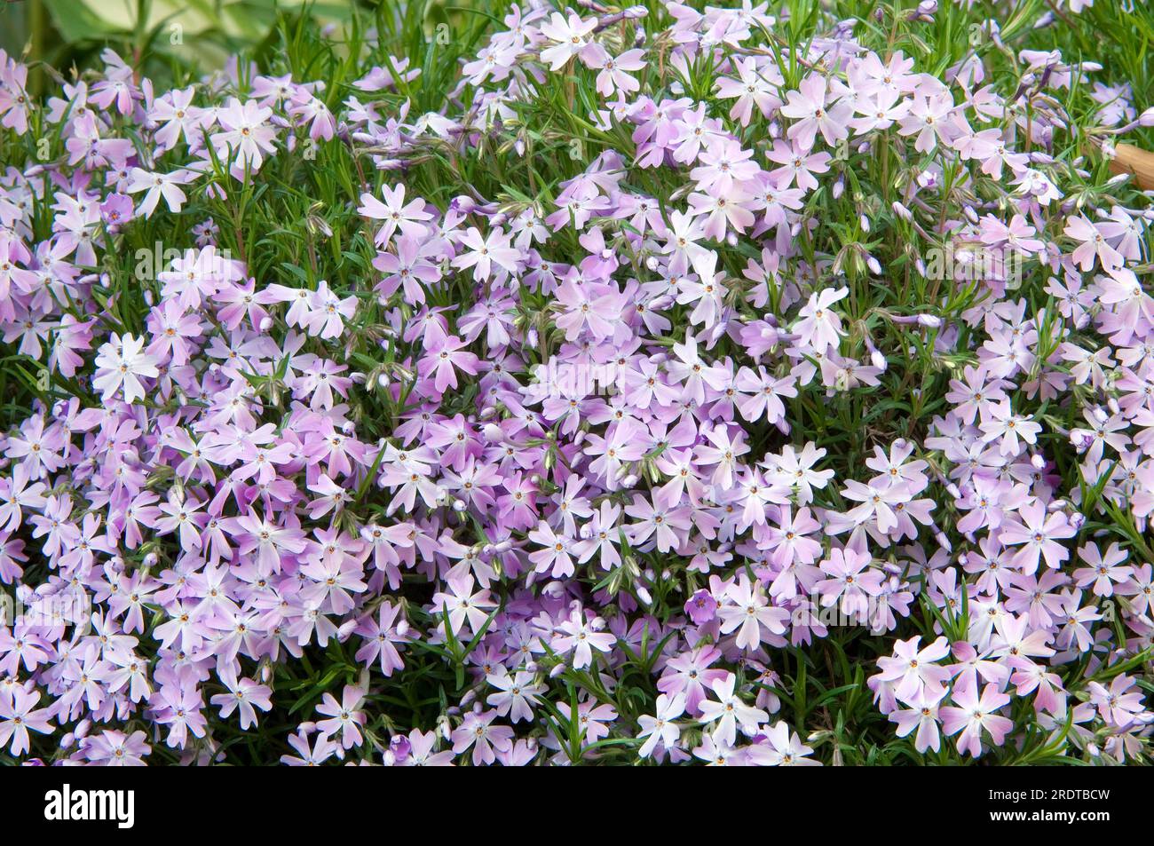 Creeping phlox (Phlox subulata), Creeping Phlox Stock Photo - Alamy