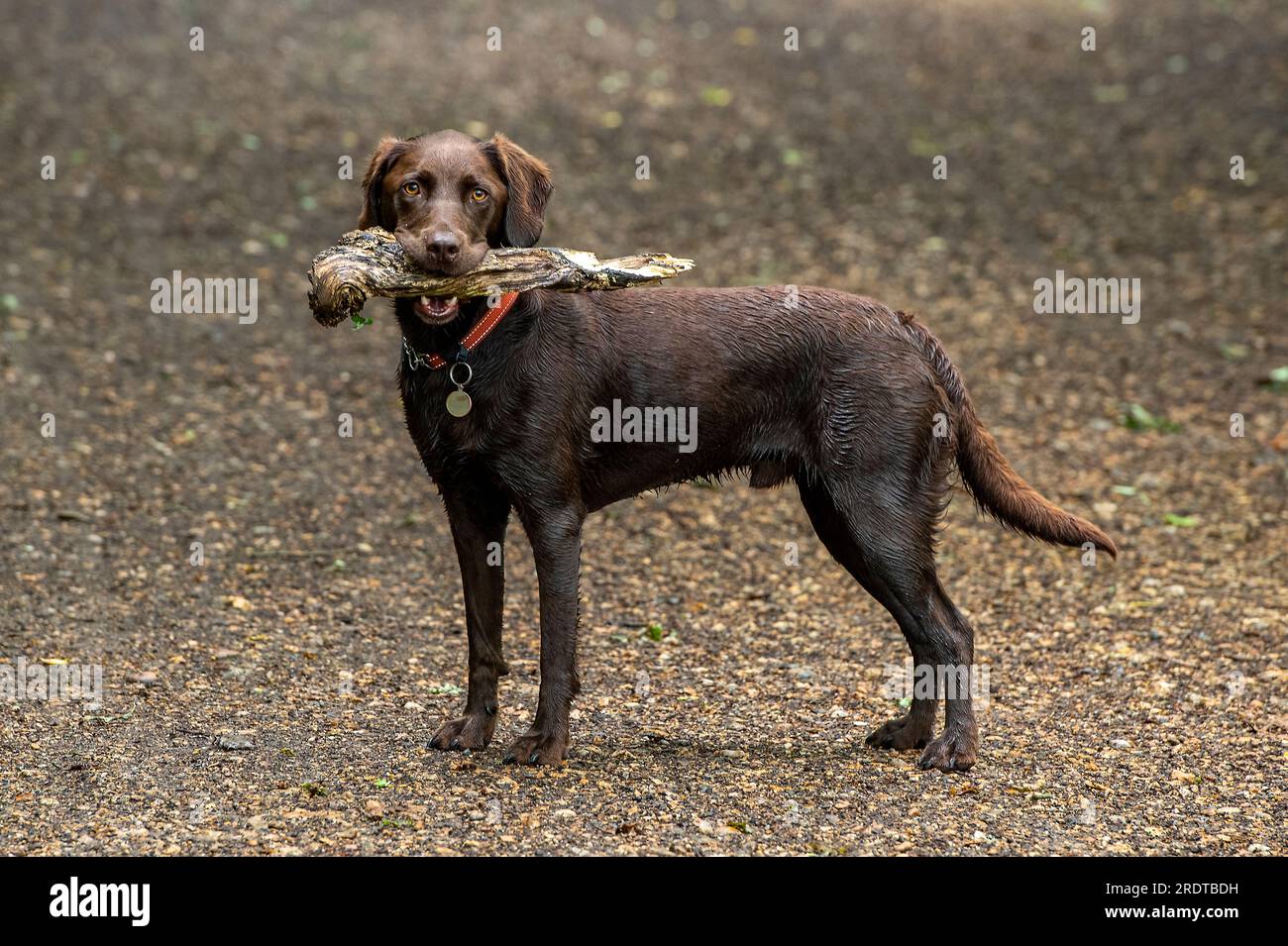 labrador and springer spaniel cross. springerdor, labradinger gundog ...