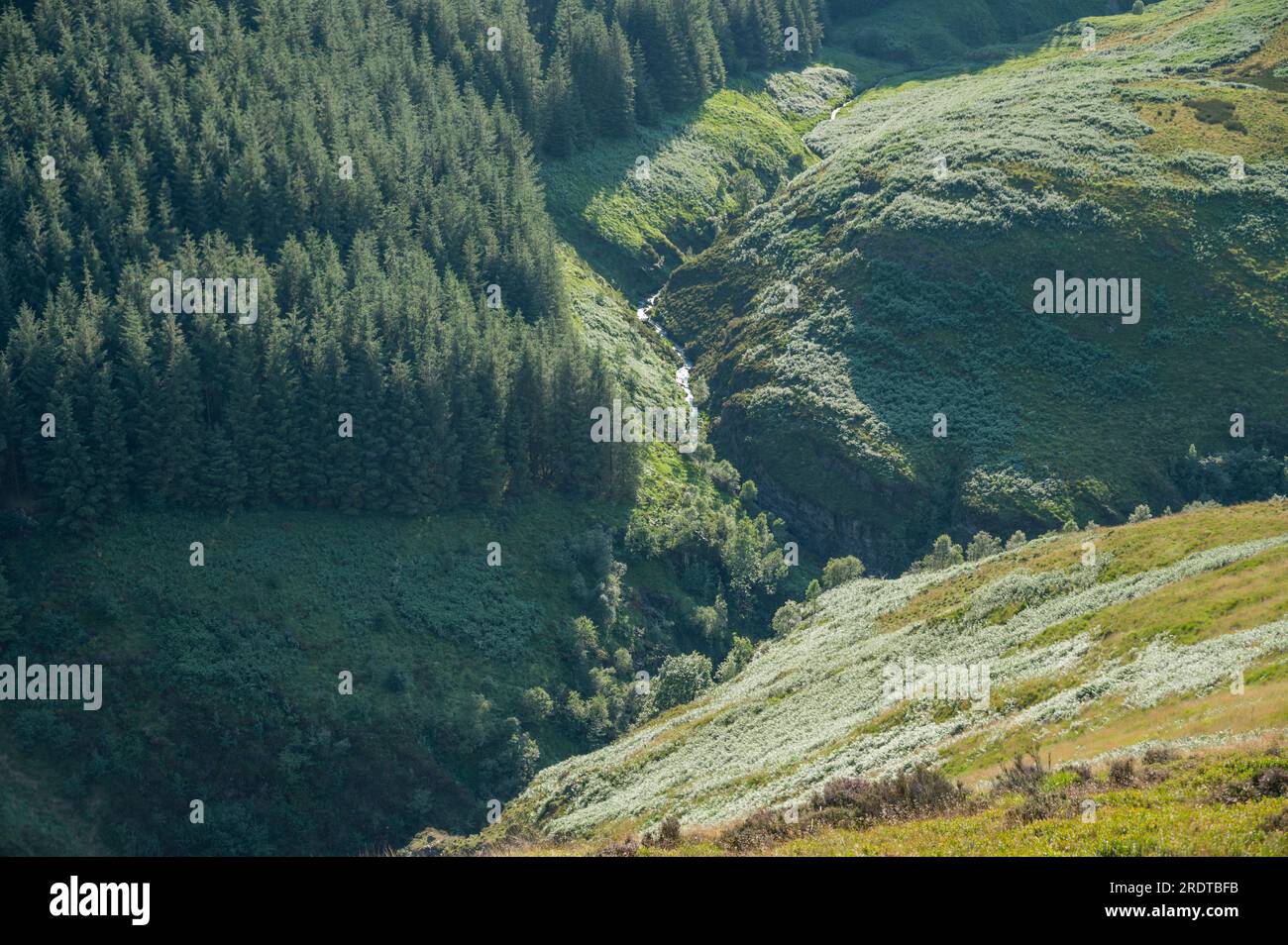 Confluence of the Pysgotwr Fach and Fawr in the deeply incised river ...