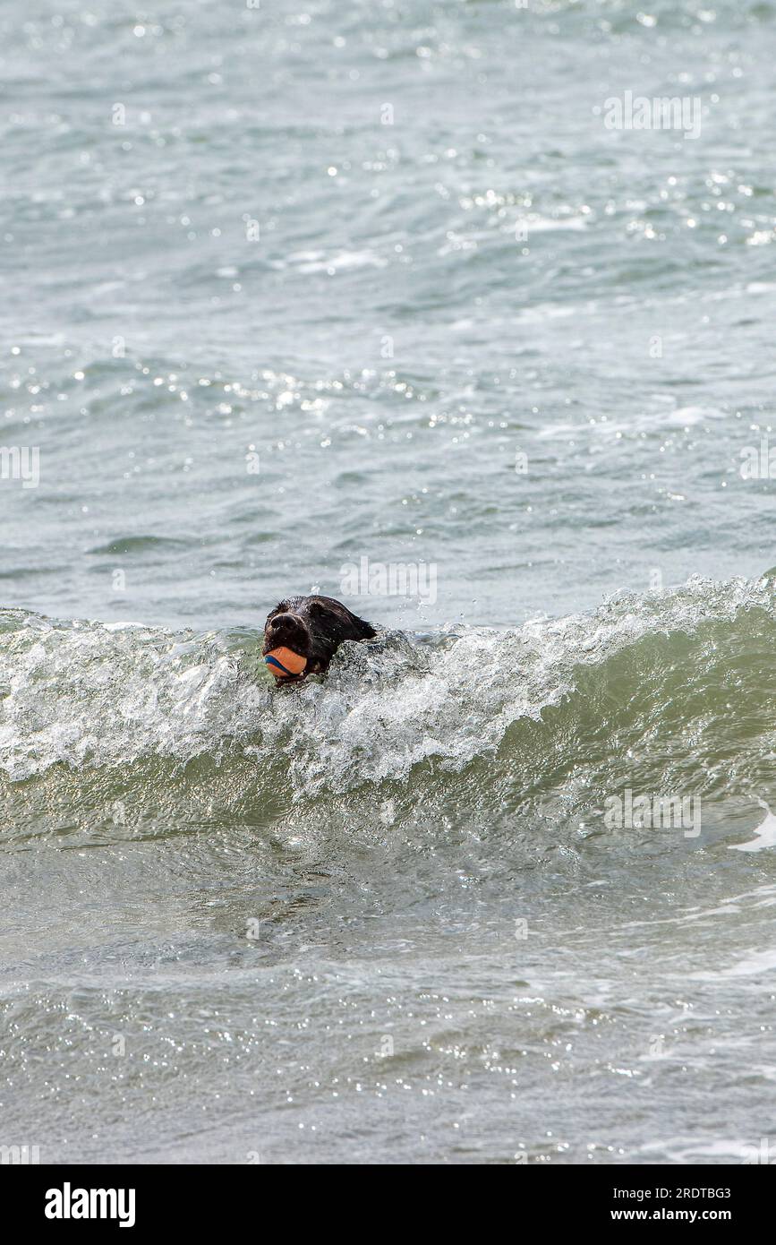 dog retrieving ball from the sea. dog surfing in the waves with ball in ...