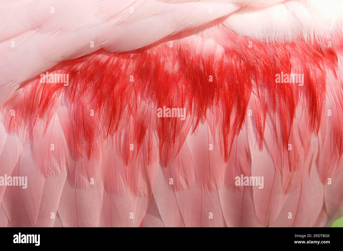 Roseate Spoonbill (Ajaia ajaja) plumage detail, Red Spoonbil Stock ...