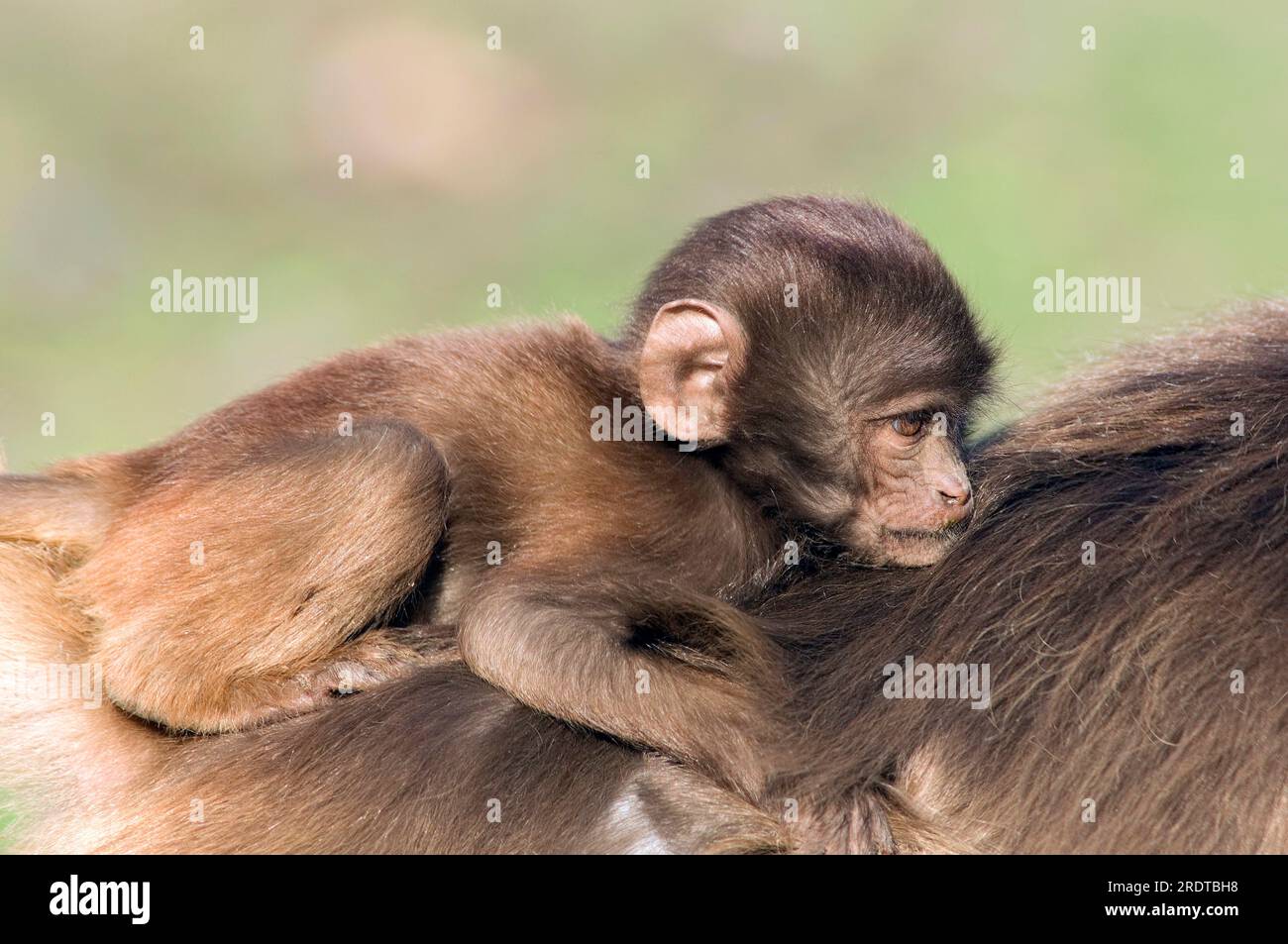 Juvenile gelada baboon theropithecus hi-res stock photography and ...