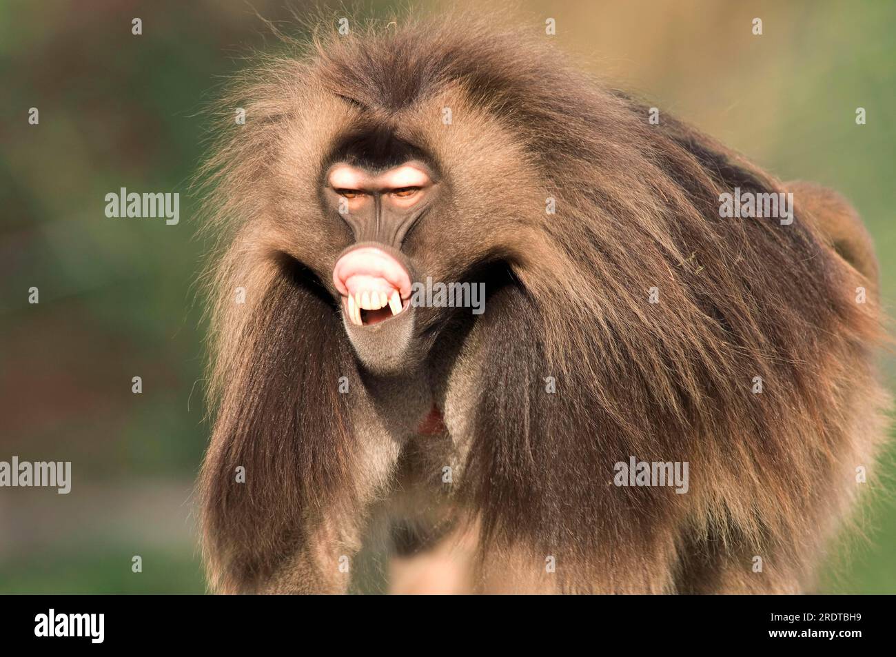Gelada baboon display hi-res stock photography and images - Alamy