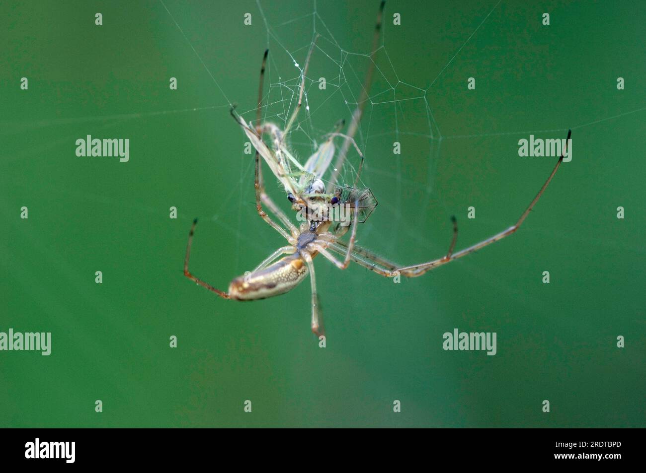 Long-clawed spider with grasped mosquito, common stretch-spider ...