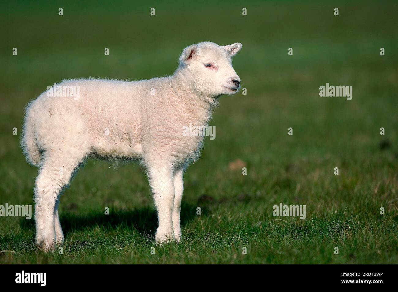 Domestic sheep, lamb, sheep, sideways Stock Photo - Alamy