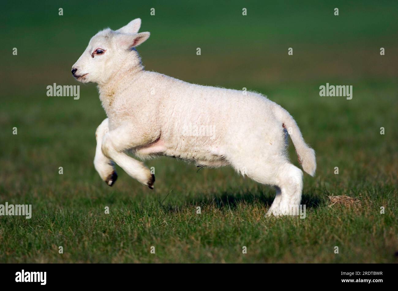 Domestic sheep, lamb, sheep, sideways Stock Photo - Alamy