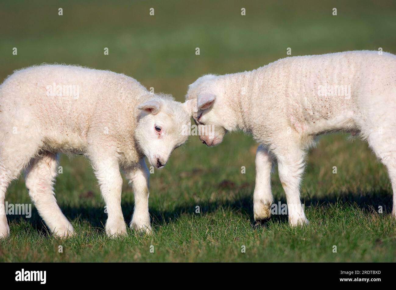 Domestic sheep, lambs, lamb, sheep, sheep Stock Photo - Alamy