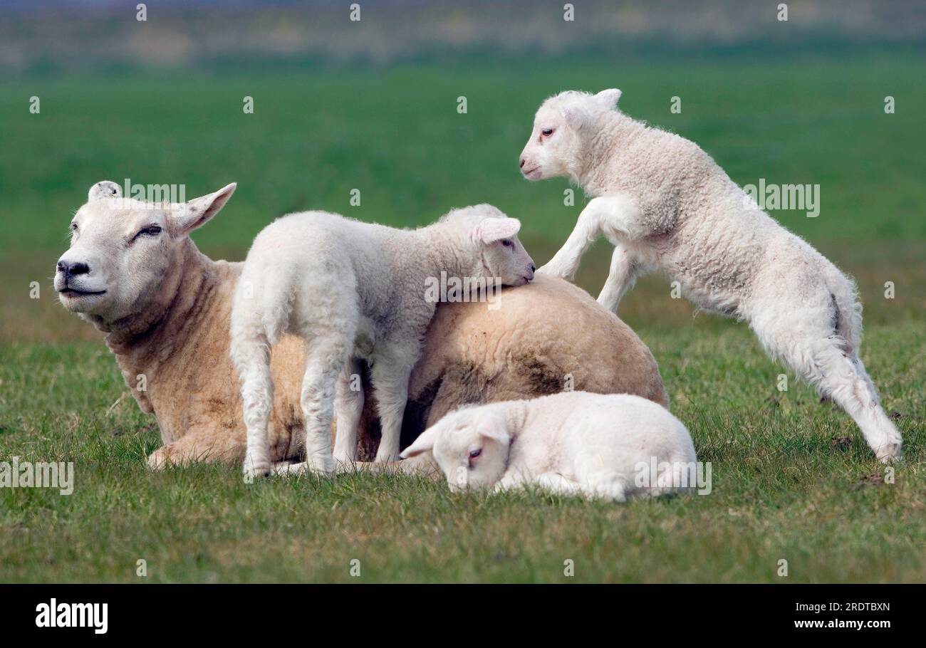 Domestic sheep with lambs, lamb, sheep, sheep Stock Photo - Alamy