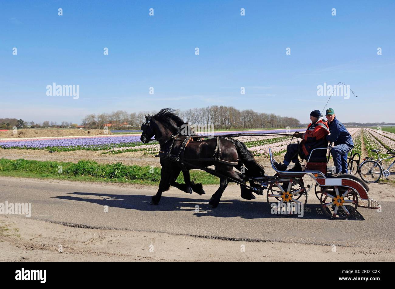 Friesian team hi-res stock photography and images - Alamy