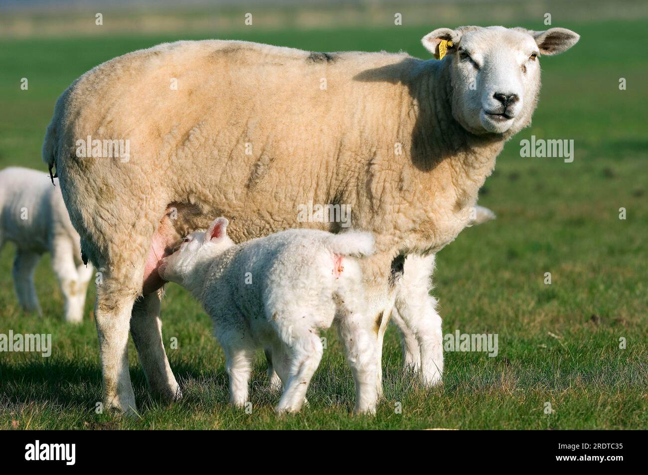 Sheep suckling lambs, lambs Stock Photo - Alamy