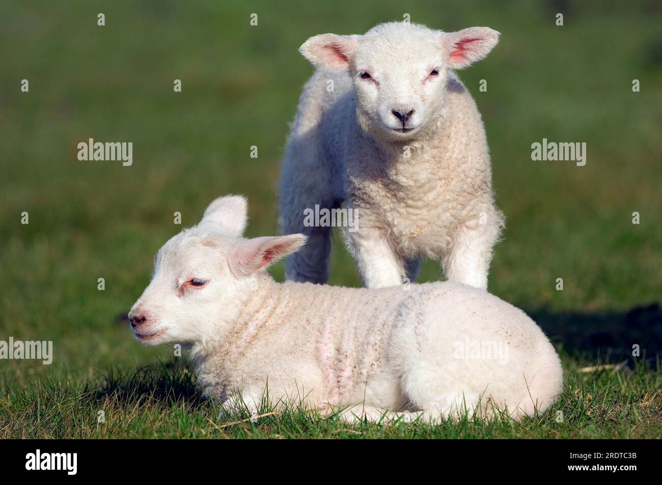 Domestic sheep, lambs, lamb, sheep, sheep Stock Photo - Alamy