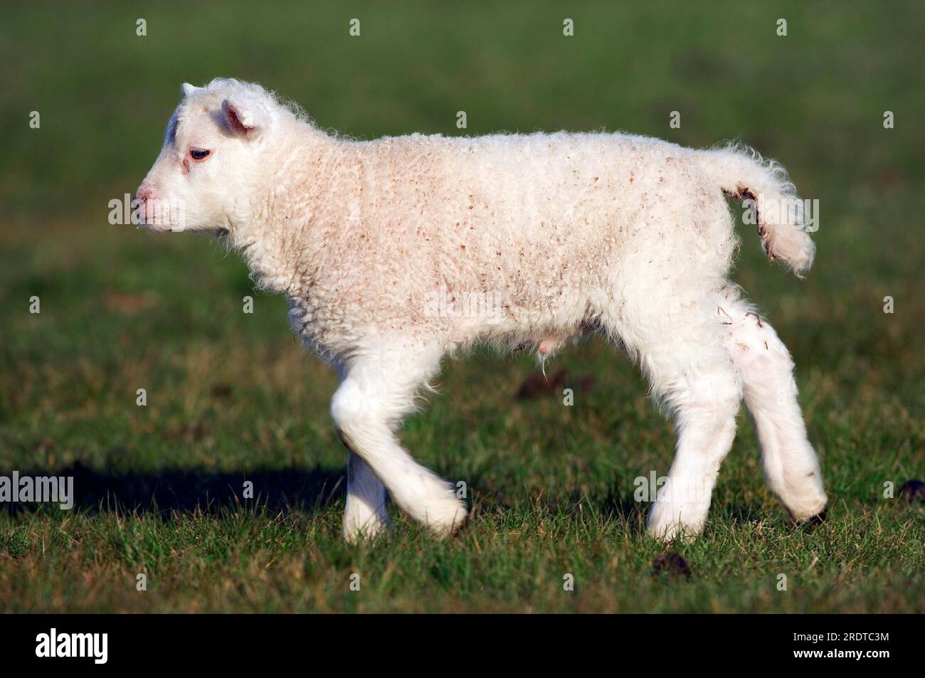 Domestic sheep, lamb, sheep, sideways Stock Photo - Alamy