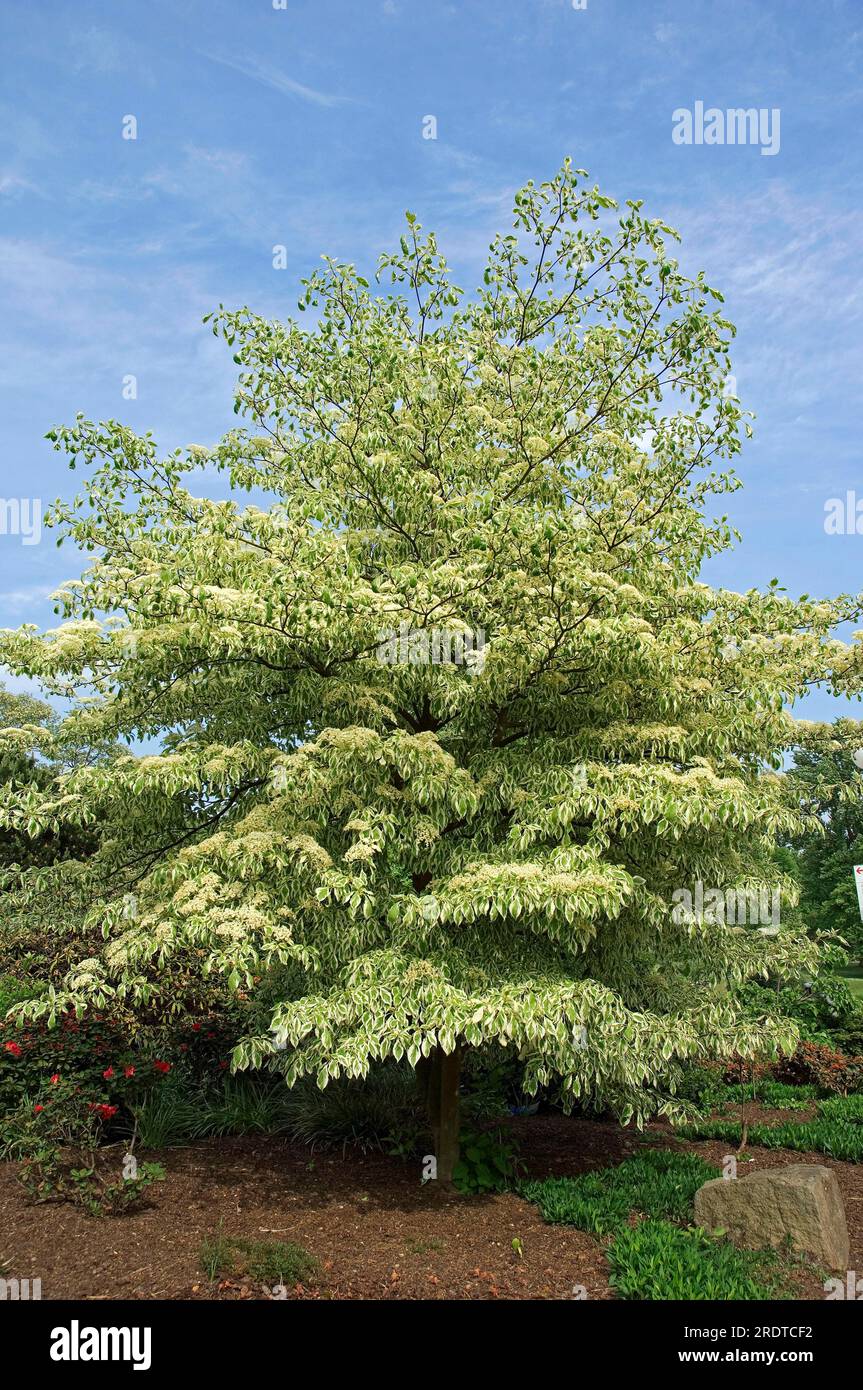 Giant Dogwood 'Variegata' (Cornus controversa Stock Photo - Alamy