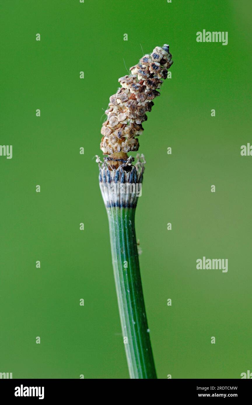 Scouring-rush Horsetail (Equisetum hyemale), Schleswig-Holstein ...