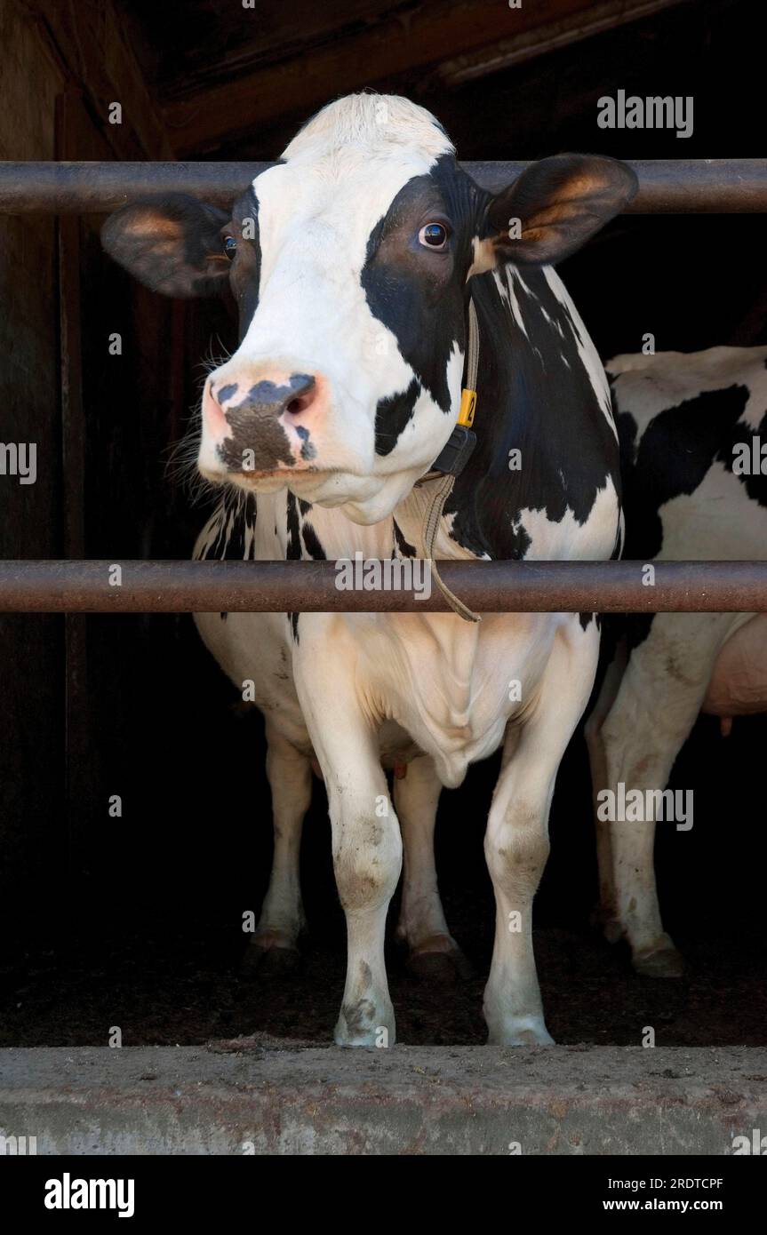 Domestic cattle in stable, cow, cows Stock Photo - Alamy
