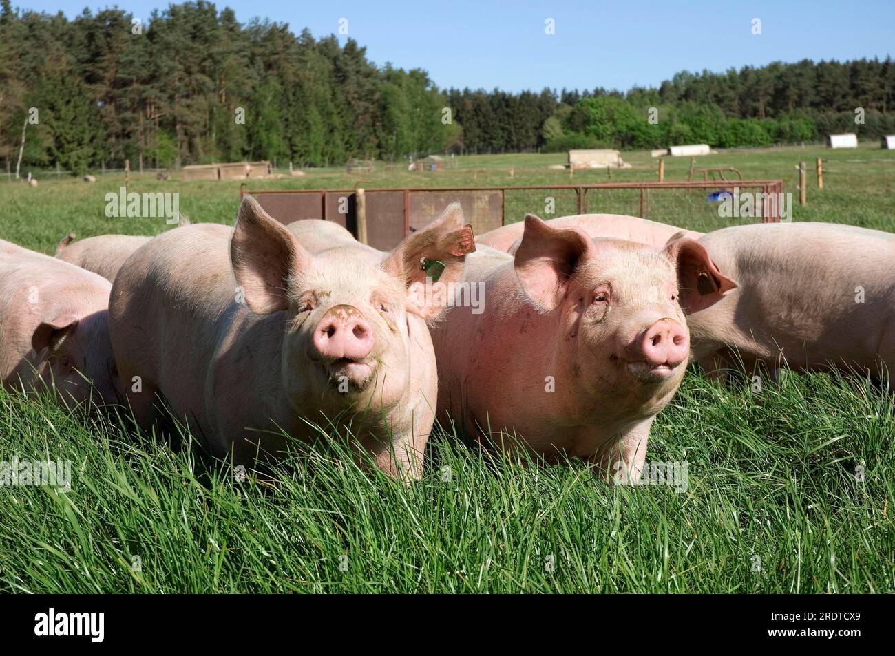Free-range domestic pigs, Pig, Pigs Stock Photo - Alamy