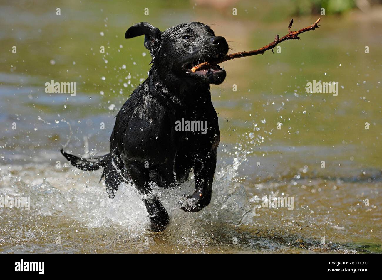 Labrador Retriever retrieves stick, wet Stock Photo - Alamy