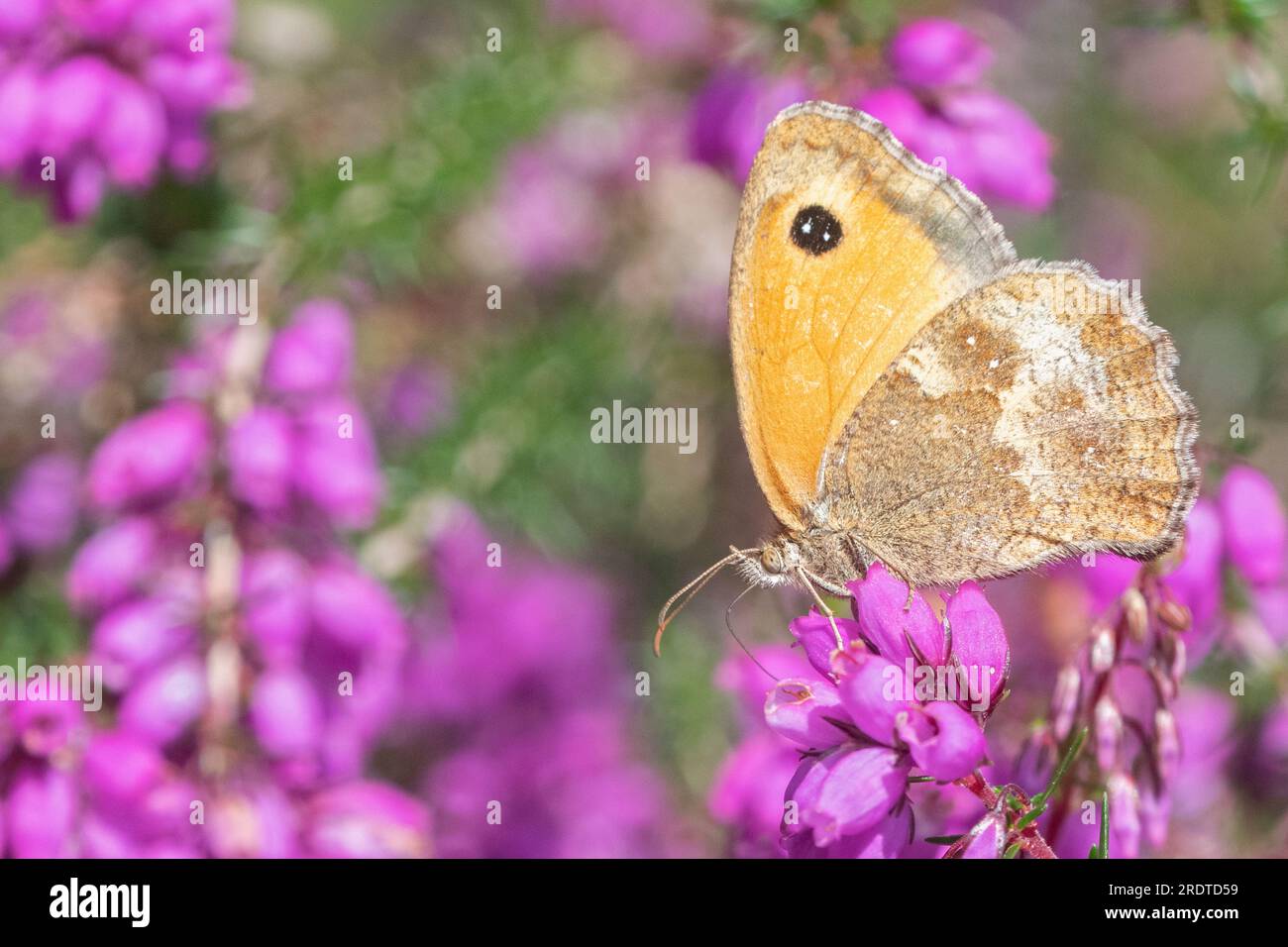 Gatekeeper southampton old cemetery hi-res stock photography and images ...