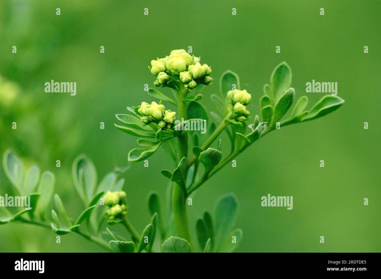Rue (Ruta graveolens Stock Photo - Alamy