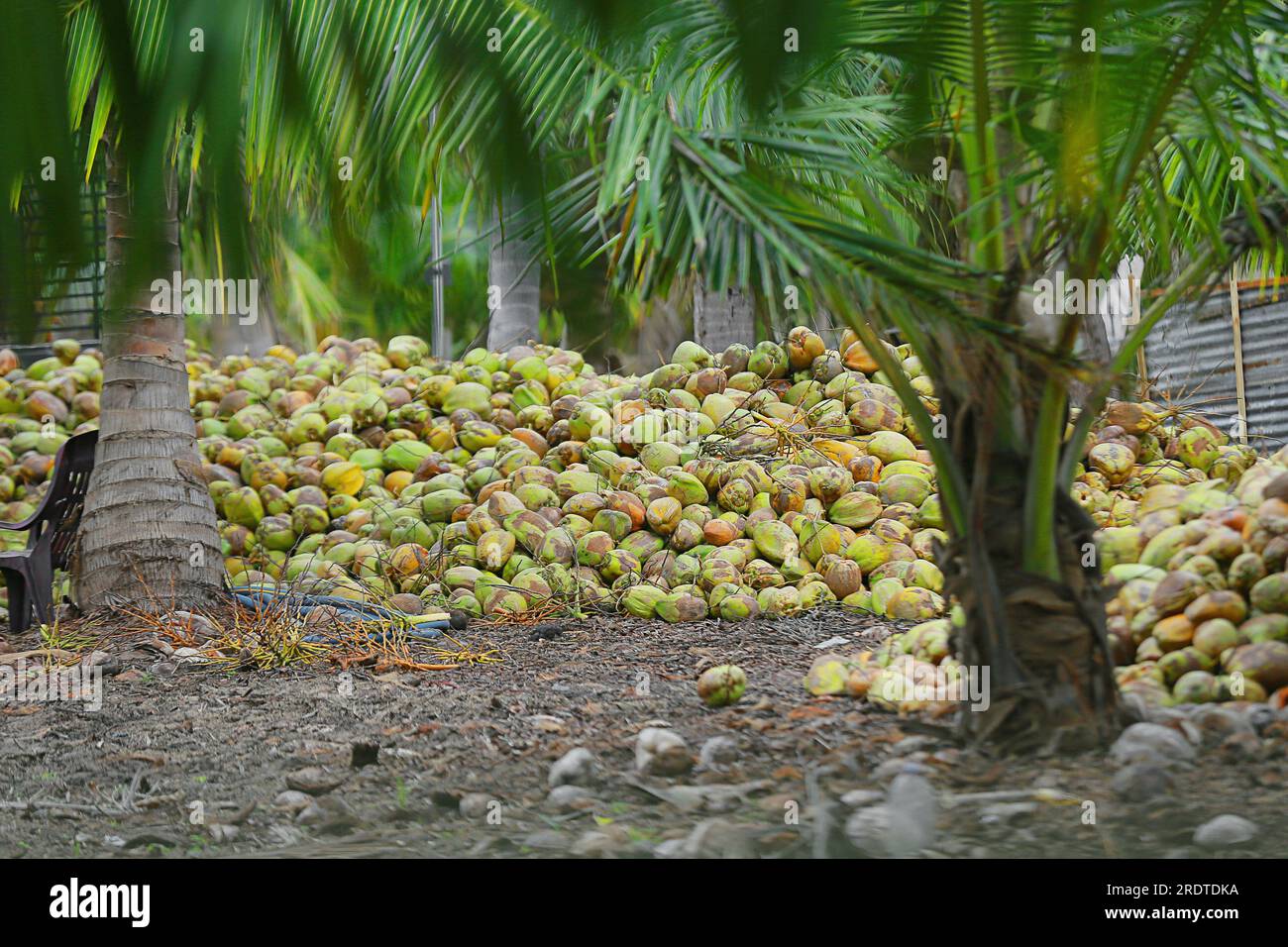 Coconut Growing Areas In Sri Lanka at Alden Johnson blog
