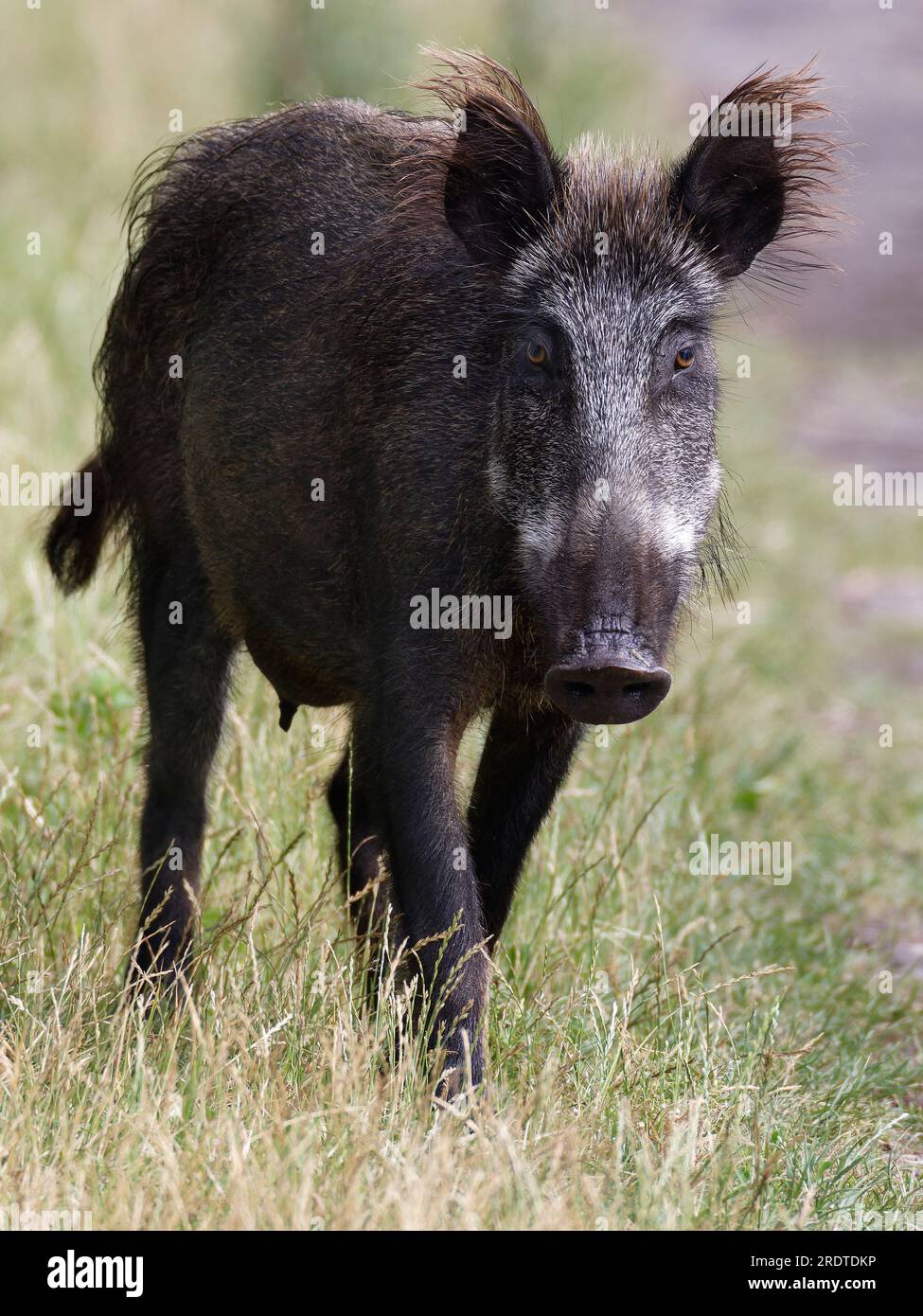 Female Wild Boar (Sus scrofa) walking looking at camera Stock Photo - Alamy
