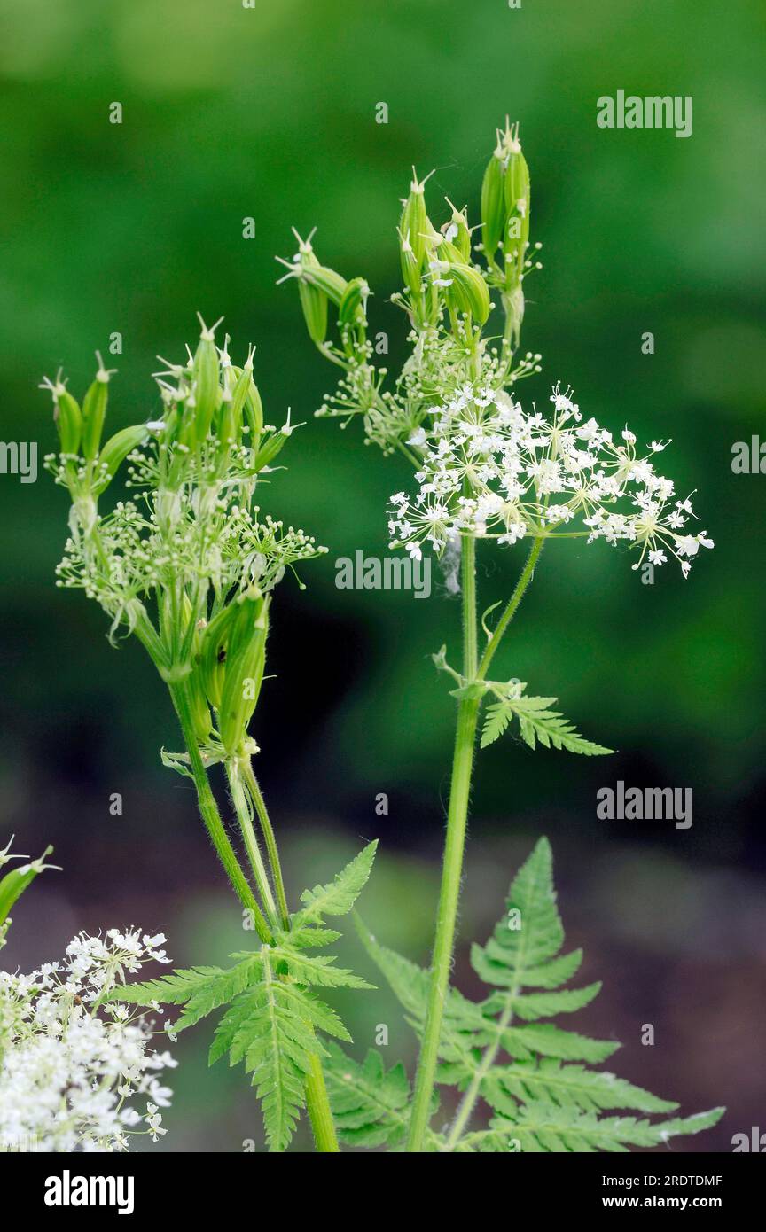 Sweet cicely flower hi-res stock photography and images - Alamy