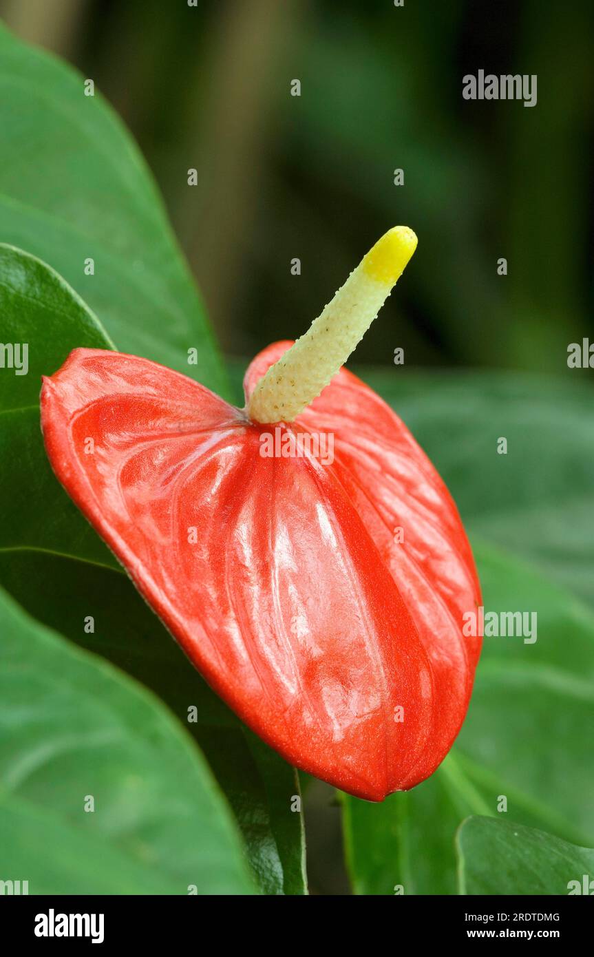 Pigtail plant (Anthurium scherzerianum Stock Photo - Alamy
