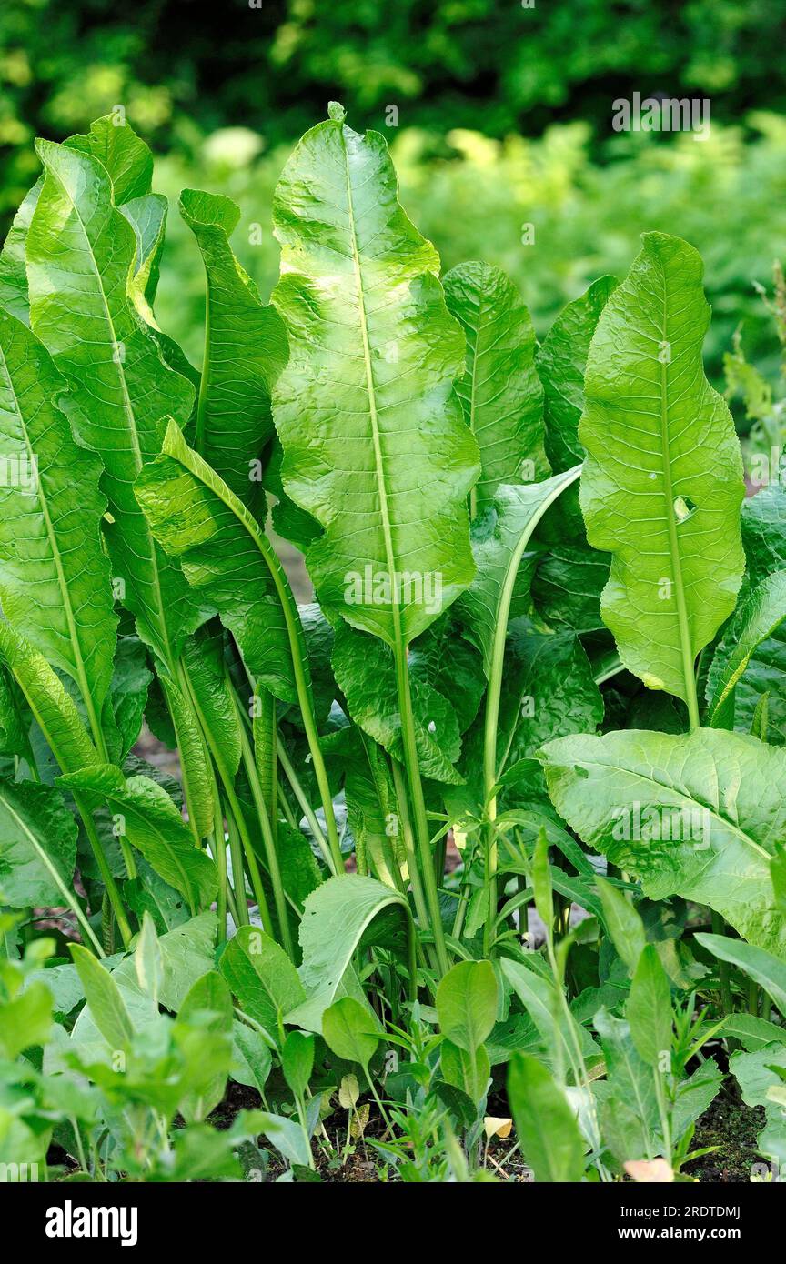 Horseradish (Armoracia rusticana Stock Photo - Alamy