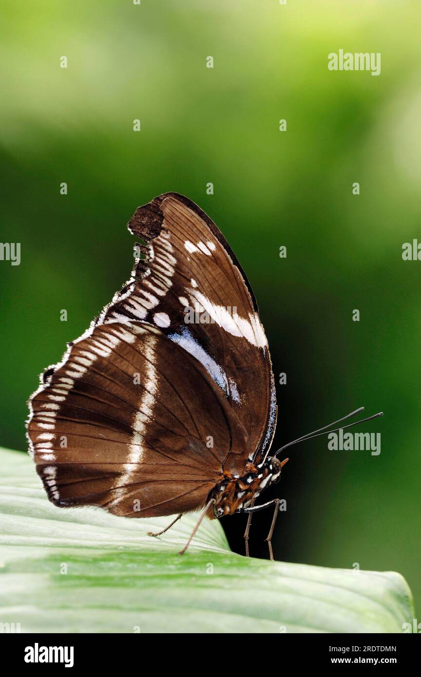 Greater Eggfly (Hypolimnas antevorta), side Stock Photo - Alamy