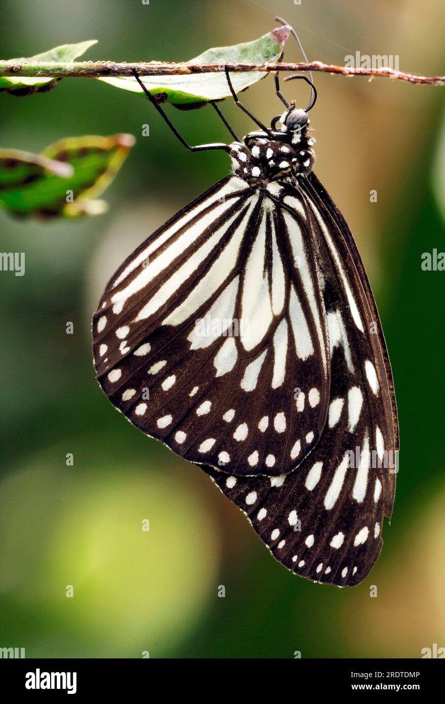 Juventa (Ideopsis juventa), side Stock Photo - Alamy