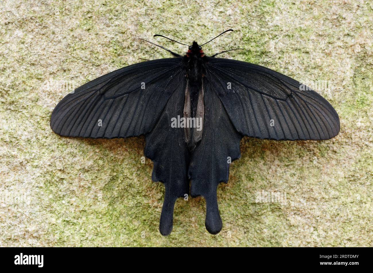 Common Rose Swallowtail (Pachliopta kotzebuea Stock Photo - Alamy