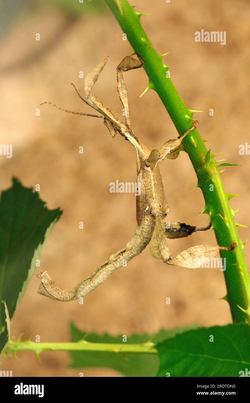 Walking Stick, Maclaey's Spectre Stick Insect, Spiney Stick Insect ...