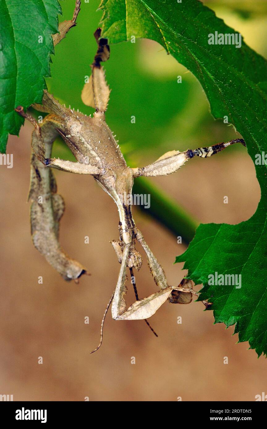 Walking Stick, Maclaey's Spectre Stick Insect, Spiney Stick Insect ...