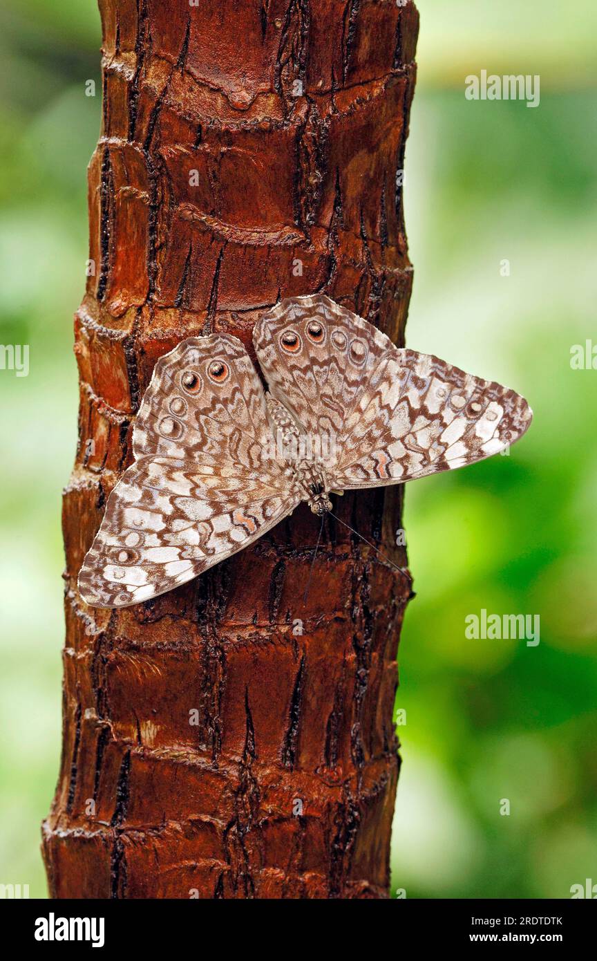 Gray Cracker (Hamadryas februa Stock Photo - Alamy