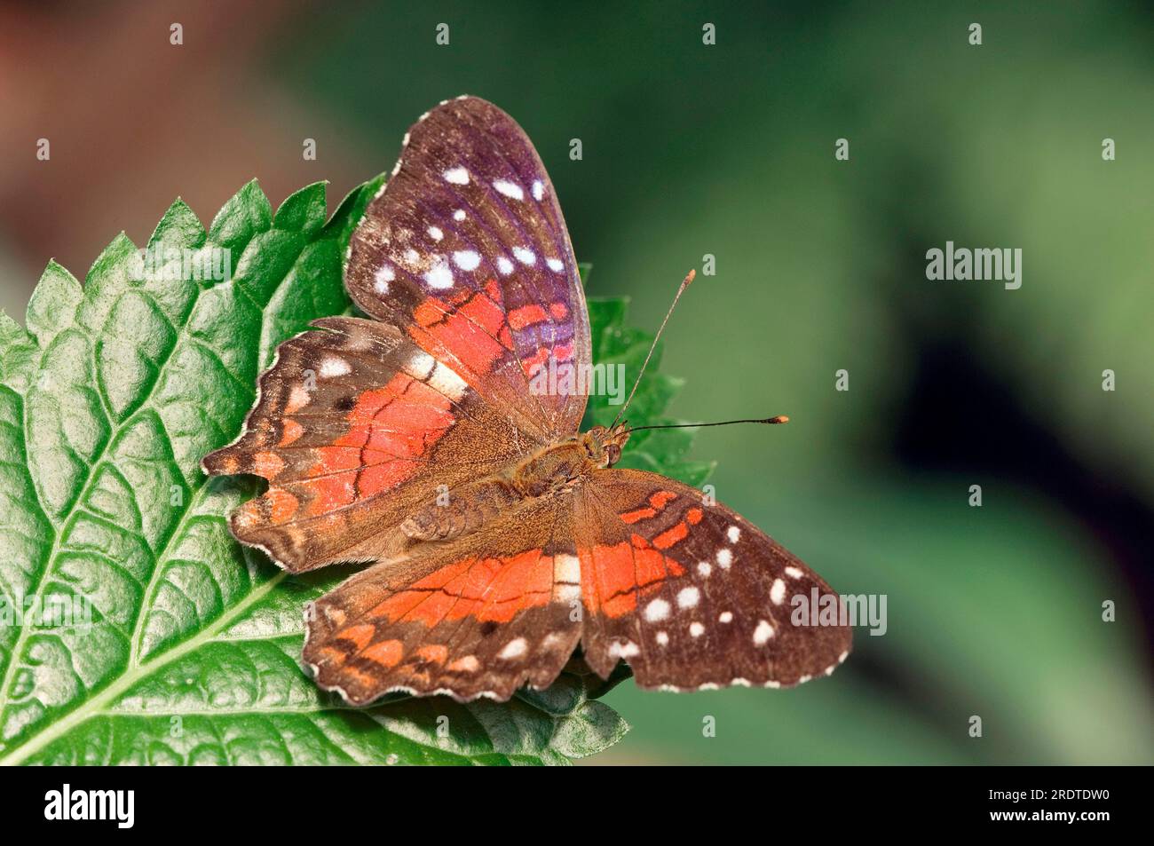 Brown Peacock, Scarlet Peacock (Anartia amathea Stock Photo - Alamy