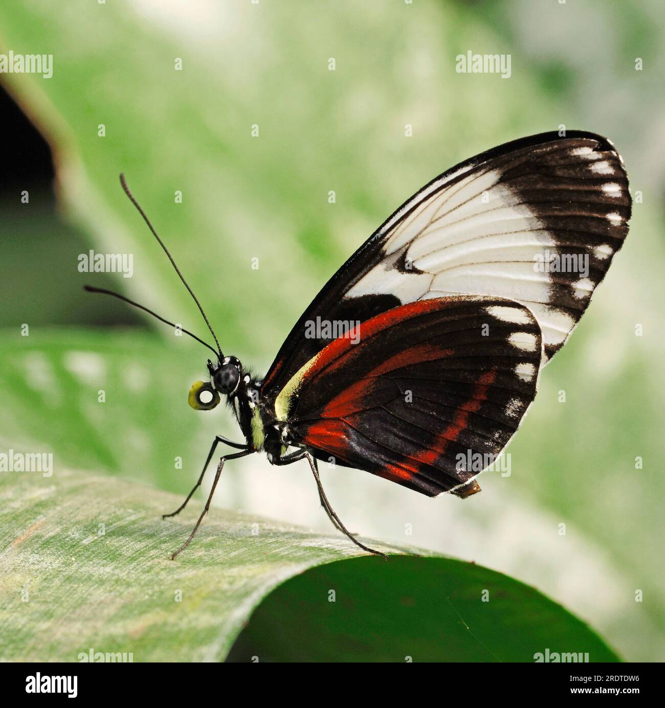 Cydno longwing (Heliconius cydno), page Stock Photo - Alamy