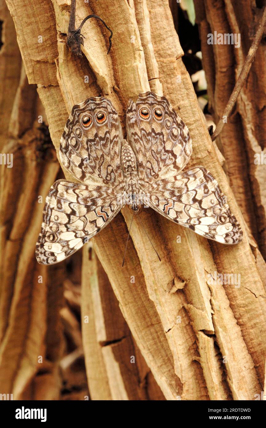 Gray cracker (Hamadryas februa Stock Photo - Alamy
