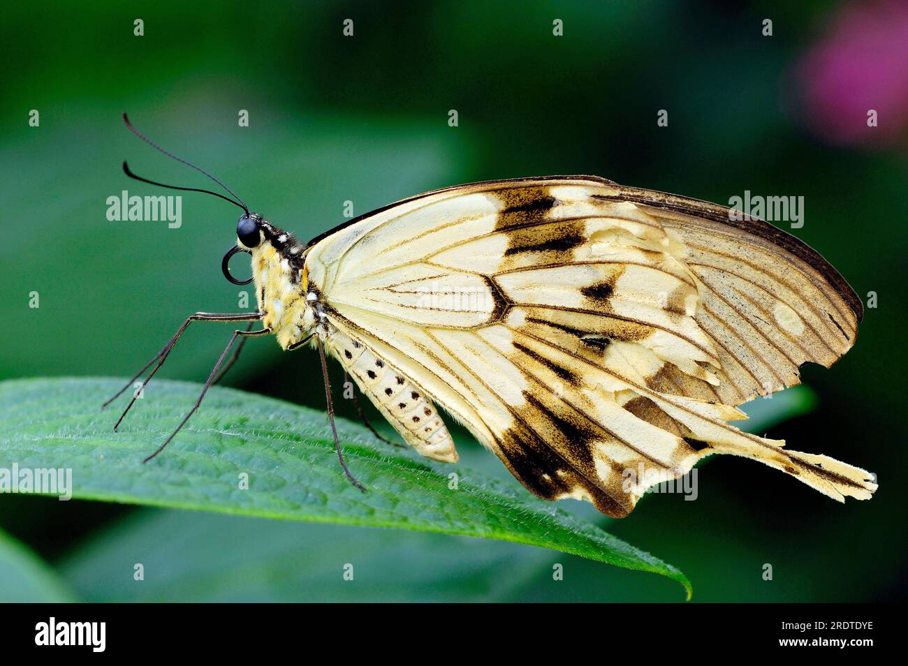 African swallowtail hi-res stock photography and images - Alamy
