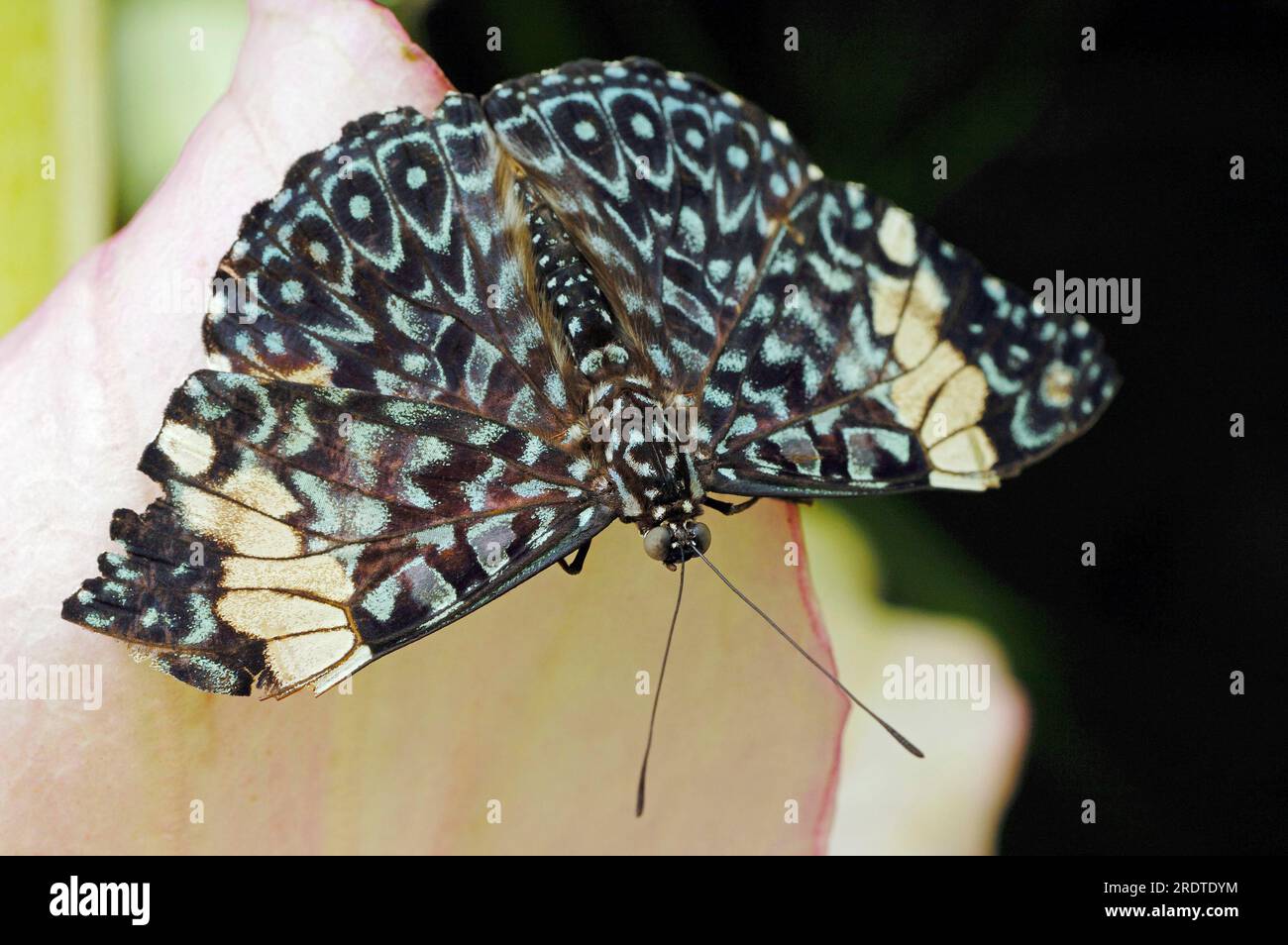 Hamadryas amphinome hi-res stock photography and images - Alamy