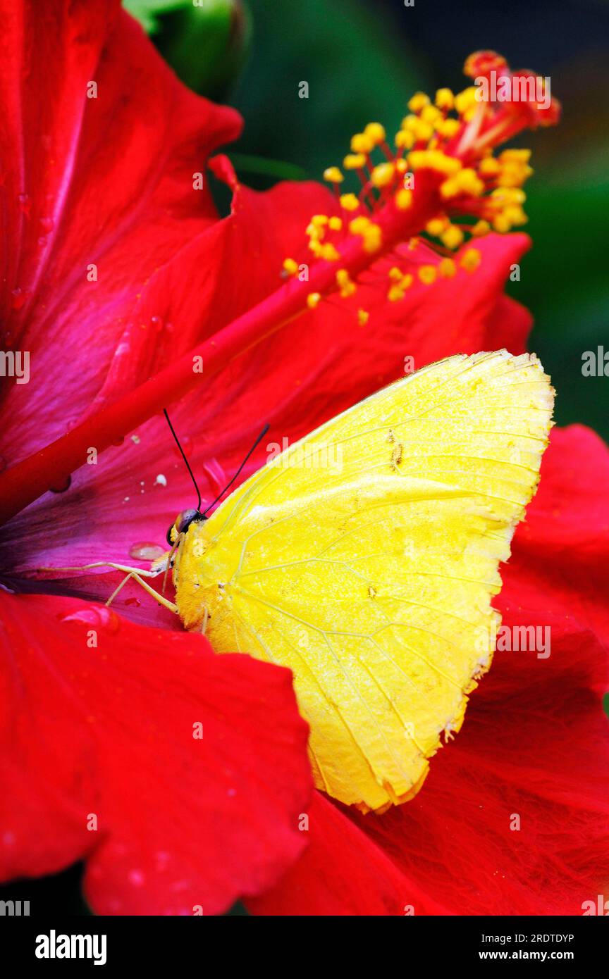 Lemon Emigrant on blossom of Chinese Hibiscus (Hibiscus rosa-sinensis ...