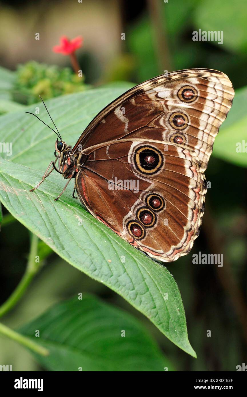 Morpho Butterfly (Morpho peleides), side Stock Photo - Alamy