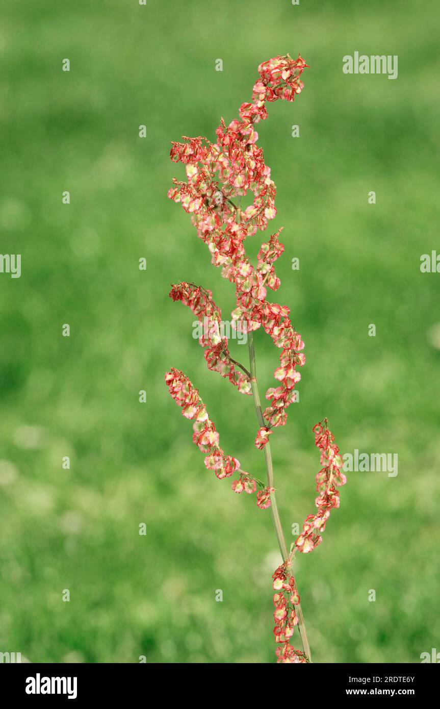Red sorrel hi-res stock photography and images - Alamy