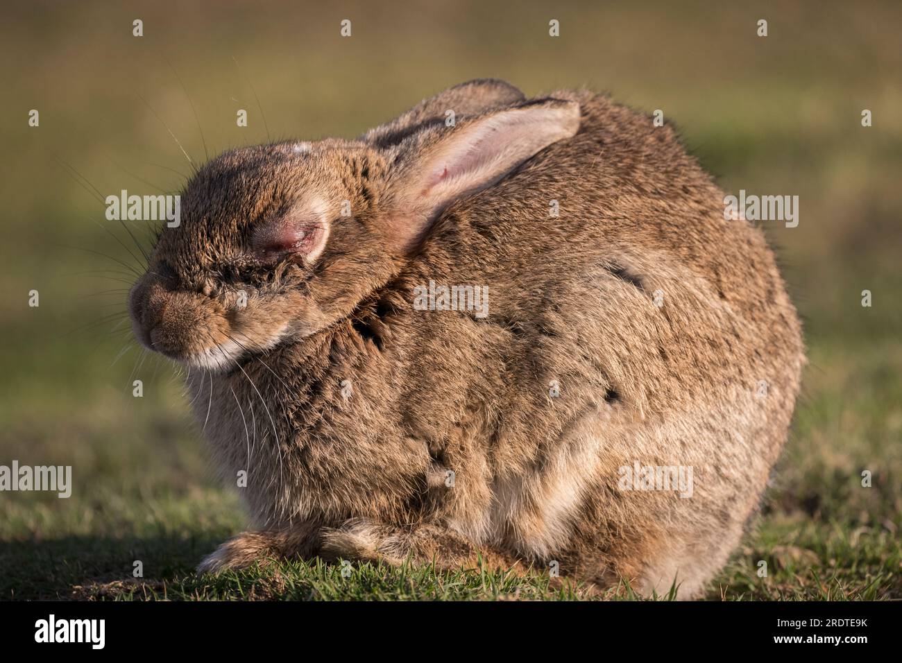 A wild rabbit with Myxomatosis in Westerdale, The North Yorkshire Moors ...